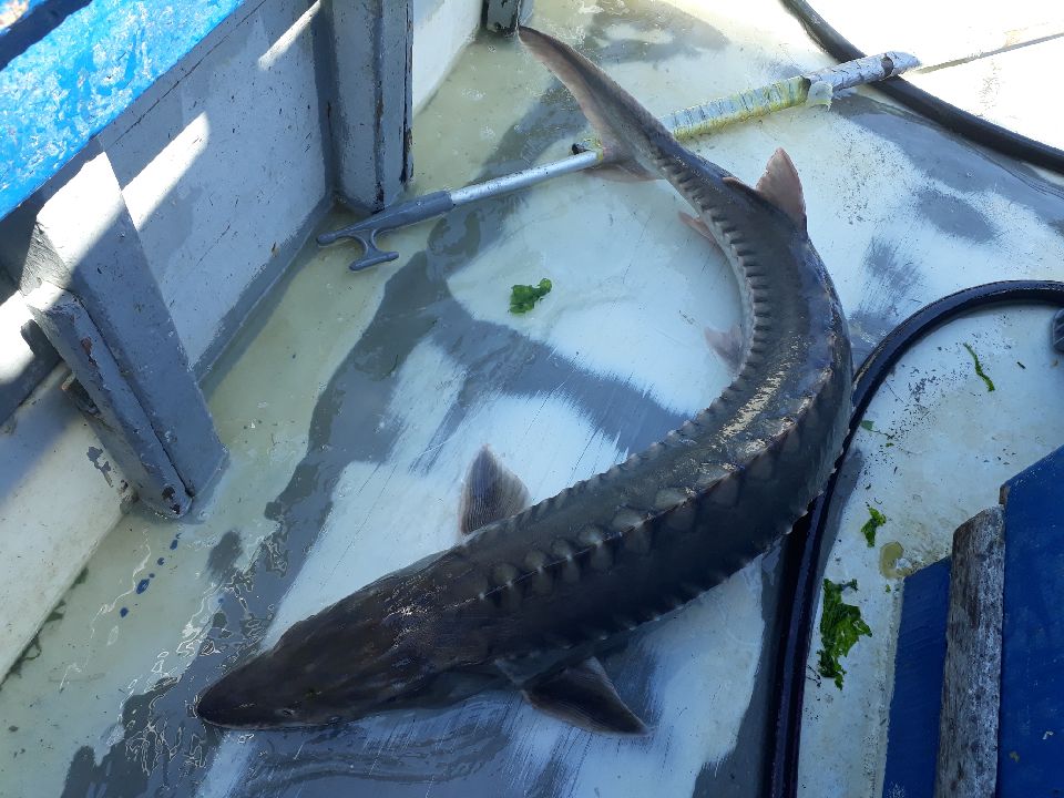 Large Acipenser sturio caught (and released) | WSCS
