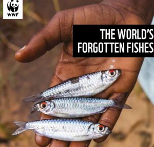The world's forgotten fish | WSCS