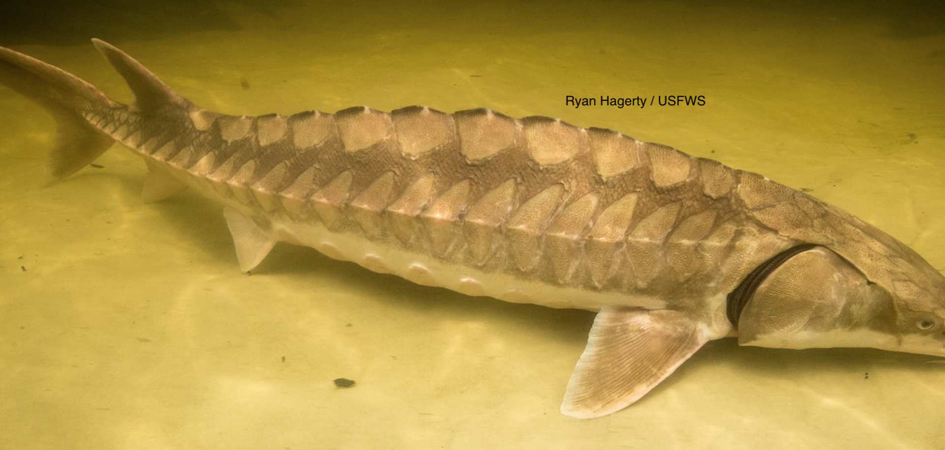A gulf sturgeon was detected 200 miles up the Pearl River for the first ...
