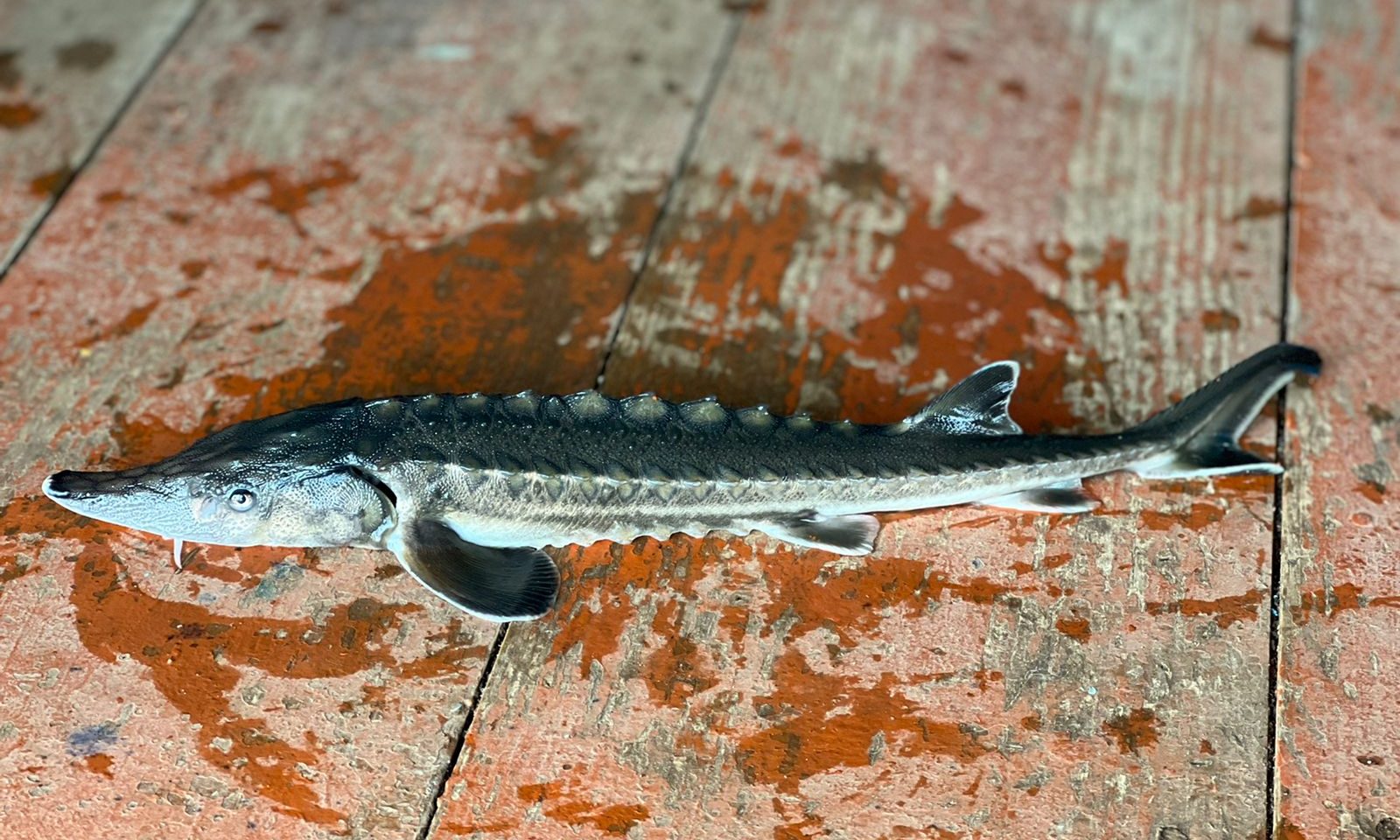 Good news about Sakhalin and Amu Darya sturgeons | WSCS