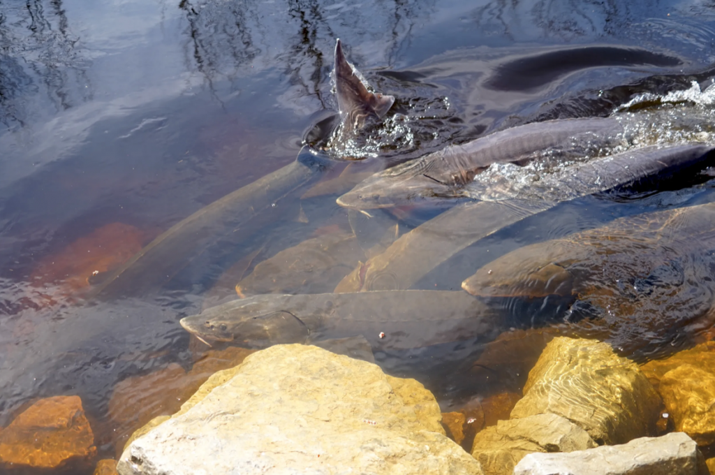 Sturgeon spawning begins on the Wolf River in Wisconsin! | WSCS