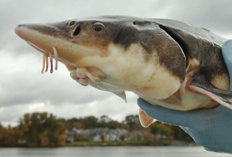 Sturgeon aren’t salmon, we need better life cycle models | WSCS