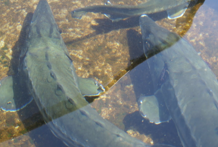 Algal bloom killed hundreds of sturgeon | WSCS